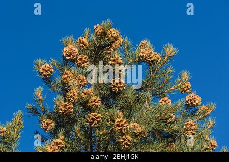 Single-leaf pinyon pines (Pinus monophylla) at sunset Stock Photo - Alamy