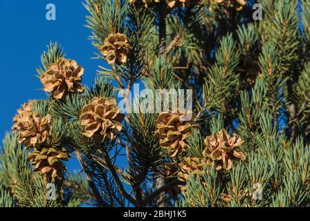 Single-leaf pinyon pines (Pinus monophylla) at sunset Stock Photo - Alamy