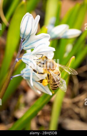 Blue striped honeybee in the flower Stock Photo - Alamy