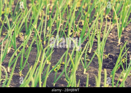 close-up of onion plantation after the watering Stock Photo - Alamy