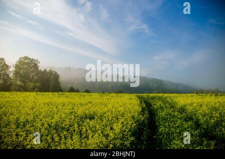 early morning. forest hiding in the fog. forest path thick morning fog in the forest at pond ...
