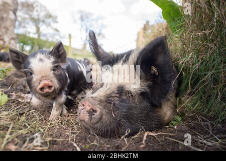 Pig mother with her little piglets in the pen at the farm Stock Photo ...