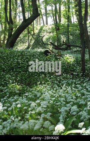 Wood garlic in an austrian wood Stock Photo - Alamy