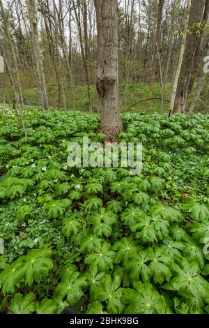 Mayapple (Podophyllum peltatum) Mayapples are native plants that grow ...