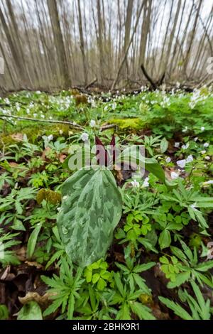 Prairie Trillium, Trillium recurvatum, flowering in Trillium Ravine ...