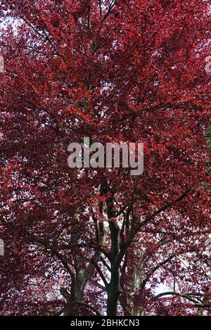 Old red beech tree Fagus sylvatica Purpurea in spring Stock Photo - Alamy