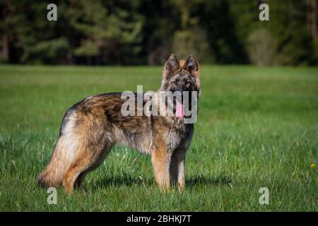 German Shepherd / Alsatian Dog - side view Stock Photo - Alamy
