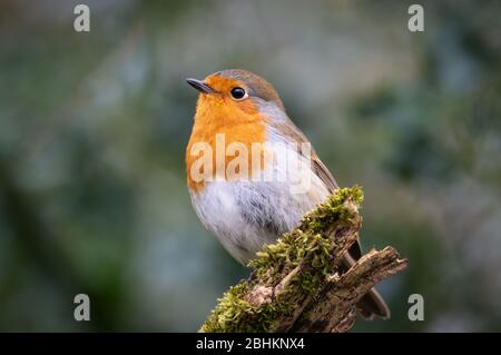 Robin on a log Stock Photo - Alamy