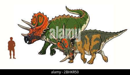 A comparison of dinosaur size. Triceratops and Styracosaurus. Fighting ...