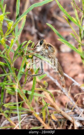 Large hairy brown predatory Robber Fly (Asilidae) resting on a piece of ...