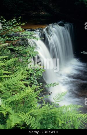 Oneida Falls, Kitchen Creek, Ricketts Glen State Park, Pennsylvania ...