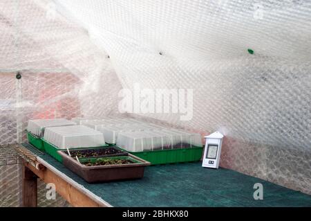 Capillary matting been liad on staging in greenhouse that is insulated ...