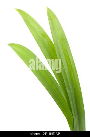 closeup green fresh Pandan leaves, Thai herbal Stock Photo - Alamy