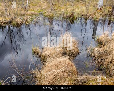 picture with bog texture, fragments of bog plants, suitable for ...