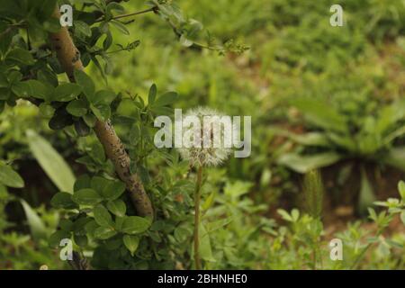 Police park, Tehranpars, Tehran, Iran Stock Photo - Alamy