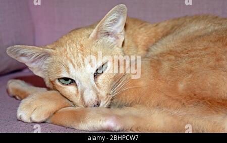 Red-spotted tabby oriental or Siamese cat Stock Photo - Alamy