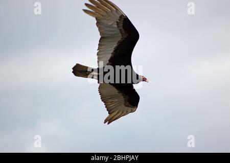 Turkey vulture, Cathartes aura, Ugly black bird sitting on yellow moss ...