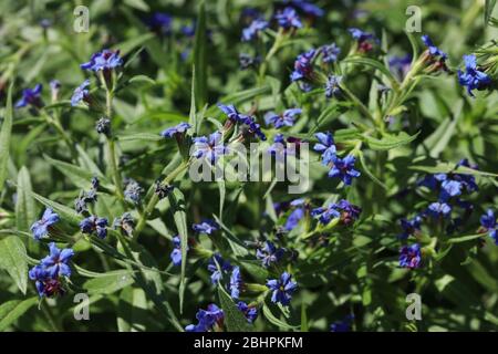Buglossoides purpurocaerulea Blue-red stone seeds Stock Photo - Alamy