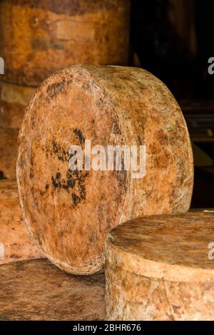 Parmesan cheese wheels on display in a fridge, Italian food store ...