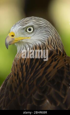 Red kite portrait Stock Photo - Alamy