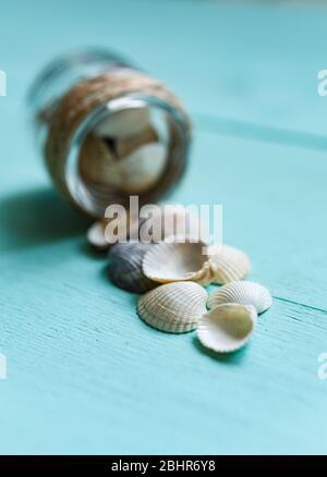 color sea shells and starfish, summer background Stock Photo - Alamy