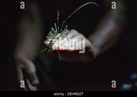 House centipede, (Scutigera coleoptrata) hold by local guide at the ...