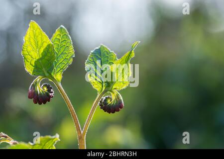 Comfrey growing in an English country garden, Northumberland, England ...