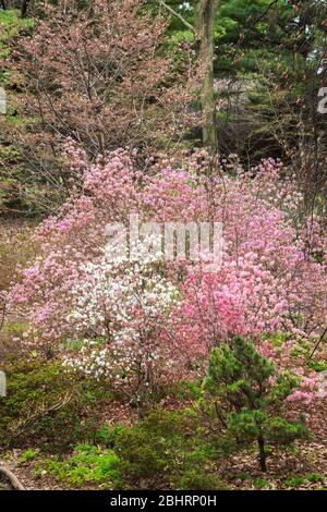 Image of purple Rhododendron in garden Stock Photo - Alamy
