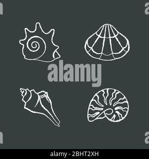 Moonshell chalk white icon on black background Stock Vector Image & Art ...