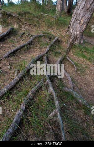 Monterey pine, Pinus radiata, roots radiating from base of trunk Stock ...