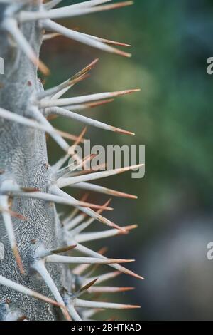 Closeup macro cactus details nature stock photo Stock Photo - Alamy