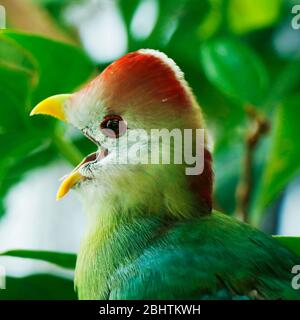 A closeup of green Fischer's turaco in green background Stock Photo - Alamy