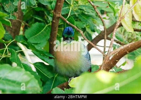 Purple-crested lourie (Turaco) portrait Stock Photo - Alamy