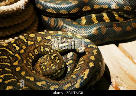 The Pythonidae, commonly known simply as pythons, are a family of ...