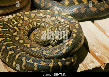 The Pythonidae, commonly known simply as pythons, are a family of ...