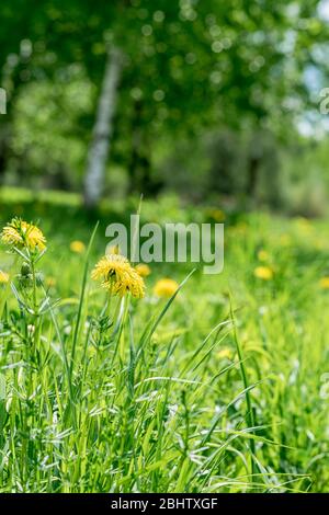 Forest glade on a sunny summer day Stock Photo - Alamy