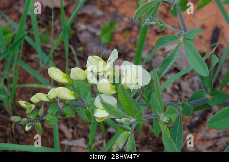 Cream Wild Indigo, Baptisia bracteata Stock Photo - Alamy