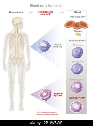 Blood cells (hematopoiesis) form from the bone marrow of flat bones ...