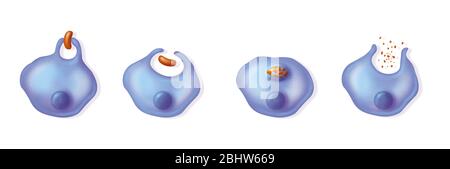 Phagocytosis of a pathogen during contamination, rapid immune response ...