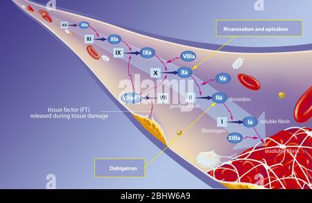 Intervention of anticoagulants on the coagulation cascade. Blood vessel ...