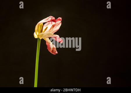 Tulip flowers in decline shot in studio Stock Photo - Alamy