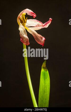 Tulip flowers in decline shot in studio Stock Photo - Alamy