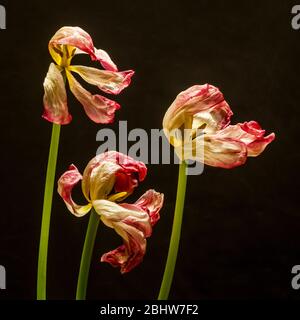 Tulip flowers in decline shot in studio Stock Photo - Alamy