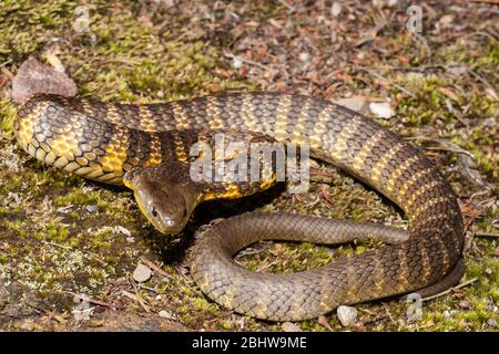 Eastern Tiger Snake in defence pose Stock Photo - Alamy