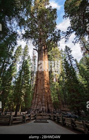 View at Gigantic Sequoia tree, called General Sherman, in Sequoia ...