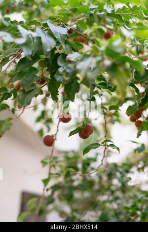 Dovyalis hebecarpa, with common names Ceylon gooseberry, ketembilla ...