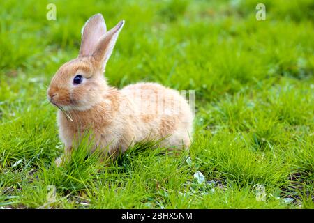 Little rabbit in grass close-up Stock Photo - Alamy