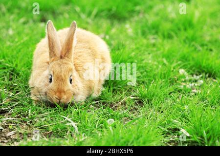 Little rabbit in grass close-up Stock Photo - Alamy