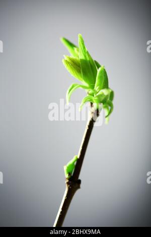 Young foliage on twig, on grey background Stock Photo - Alamy