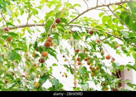 Dovyalis hebecarpa, with common names Ceylon gooseberry, ketembilla ...